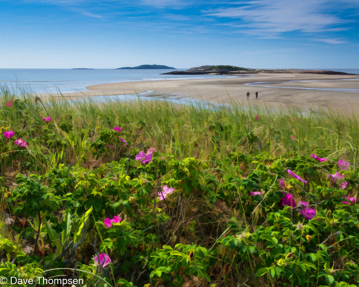 Popham Beach Roses – Dave Thompsen Photography